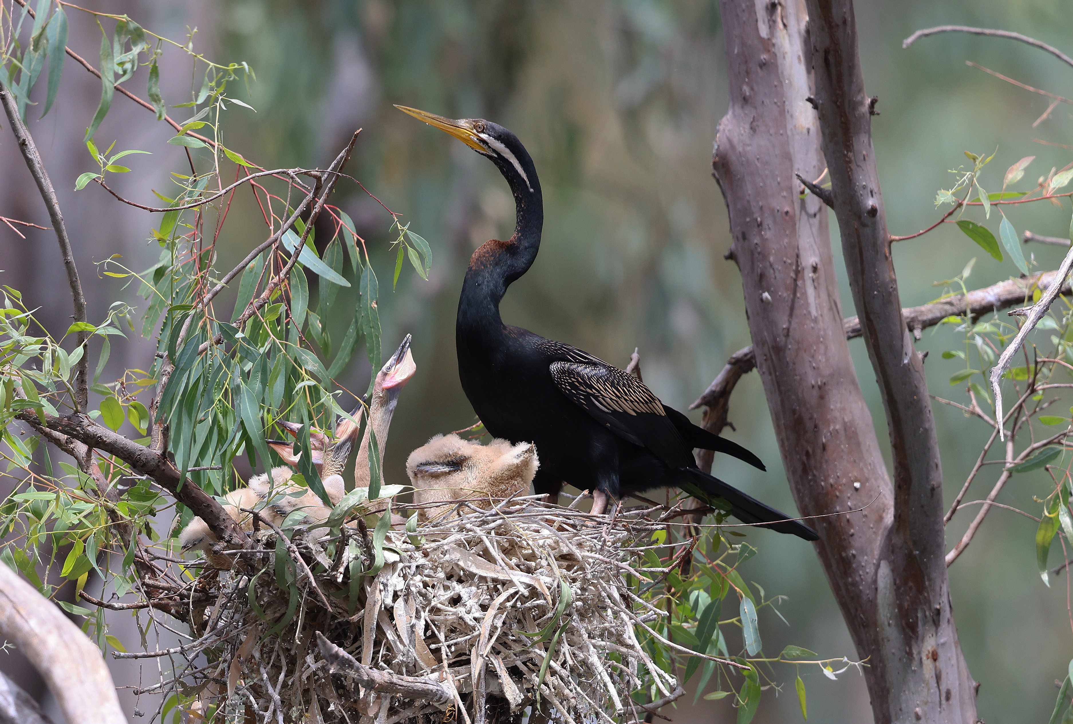 Gunbower Island | North Central Catchment Management Authority