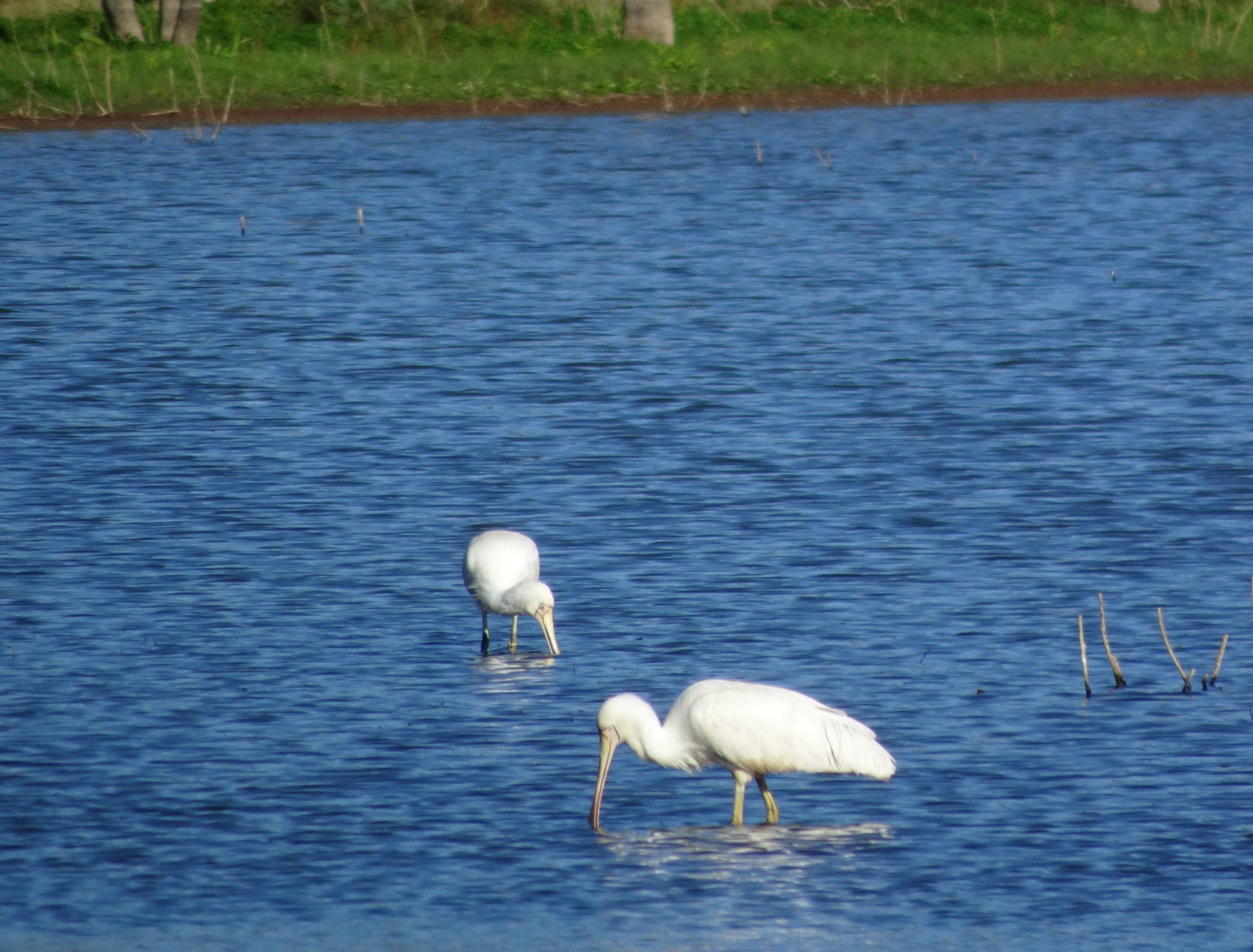 Loddon Murray Wetlands | North Central Catchment Management Authority