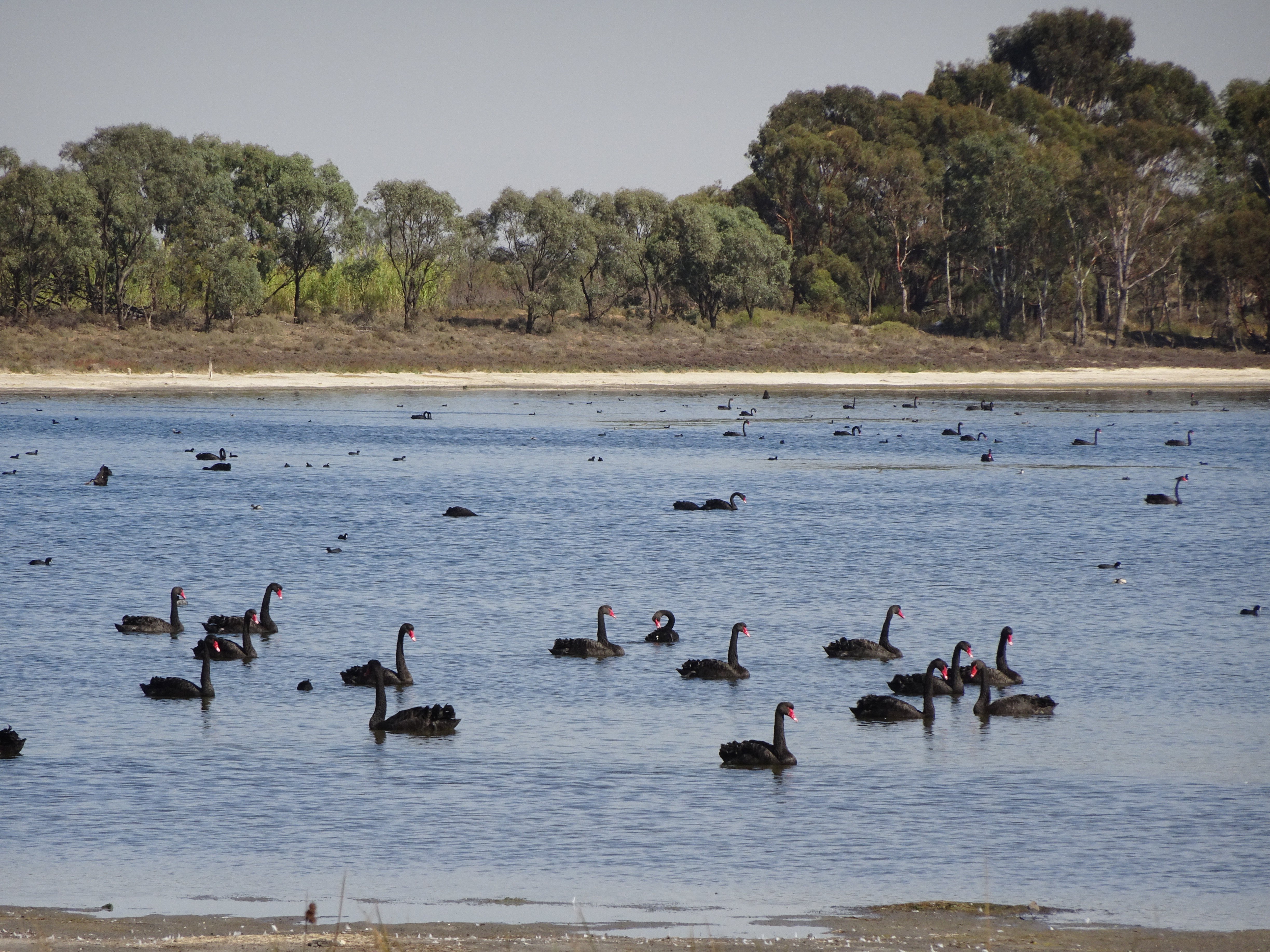 Loddon Murray Wetlands | North Central Catchment Management Authority