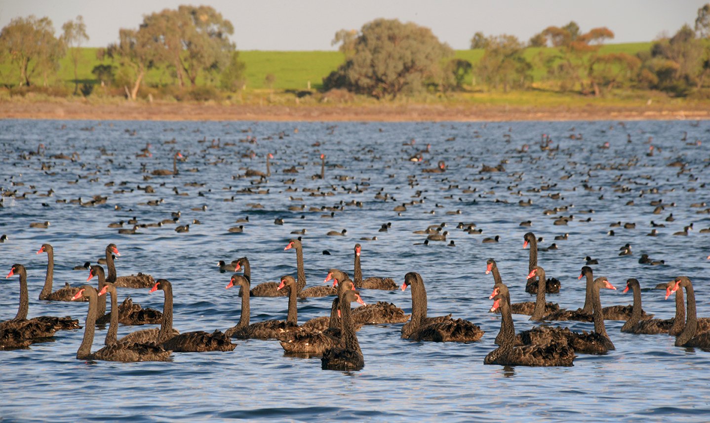 Loddon Murray Wetlands | North Central Catchment Management Authority